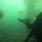 Scuba diving lessons near me - Scuba Fusion Padi dive certifications ...